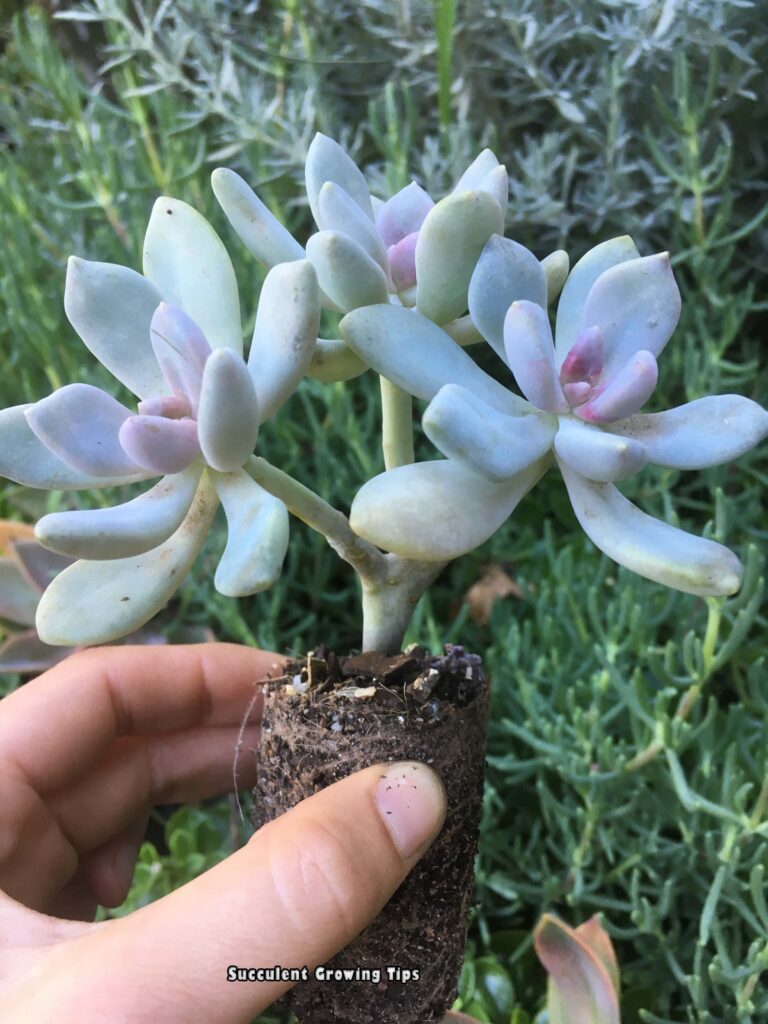 Root-bound Succulents- What They Look Like & How To Fix Them ...