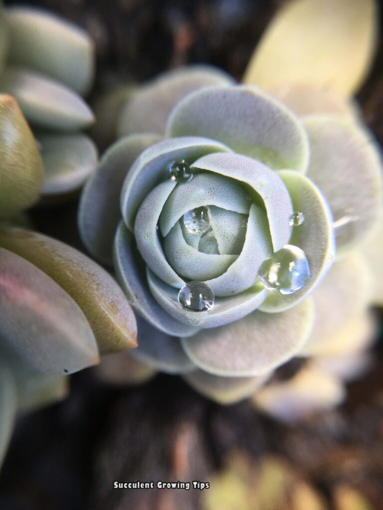 How To Spot And Fix Overwatered Succulents - Succulent Growing Tips