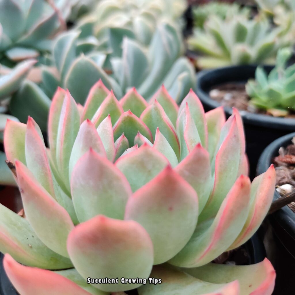 30 Beautiful Naturally Pink Succulents (With Names) – Succulent Growing ...