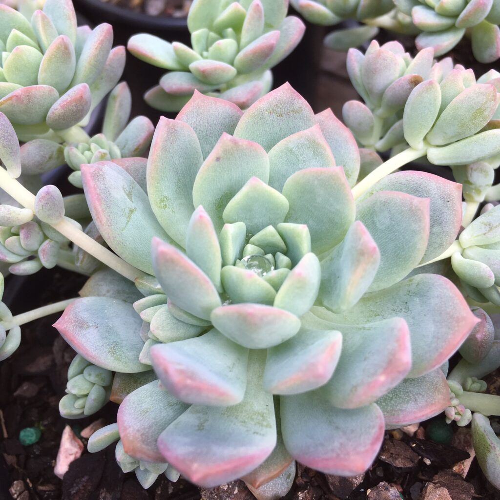 Echeveria Prolifica Care & Propagation Tips - Succulent Growing Tips
